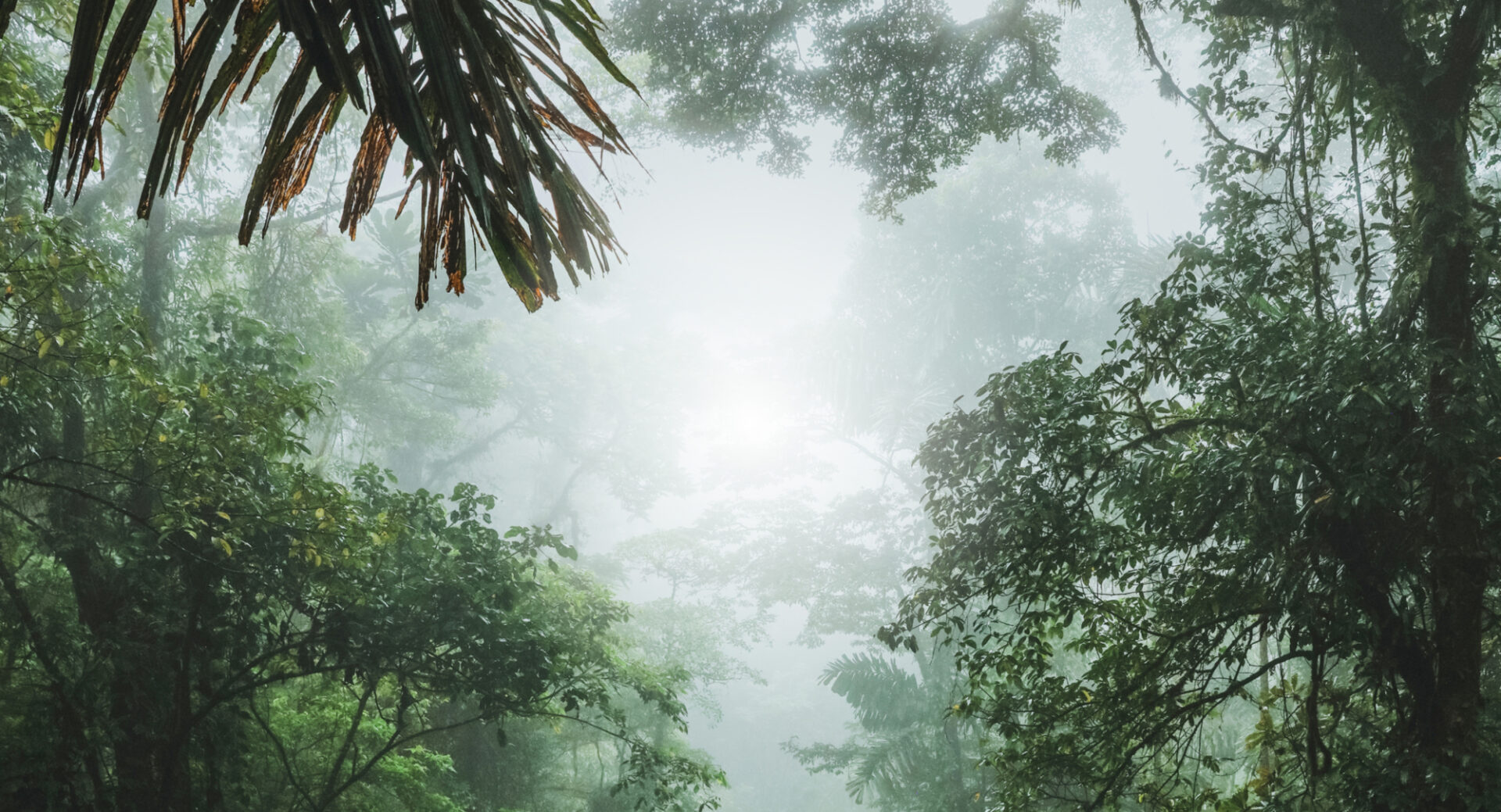 Wall Paint with no nasties | Shop online | Natural Paint Co.